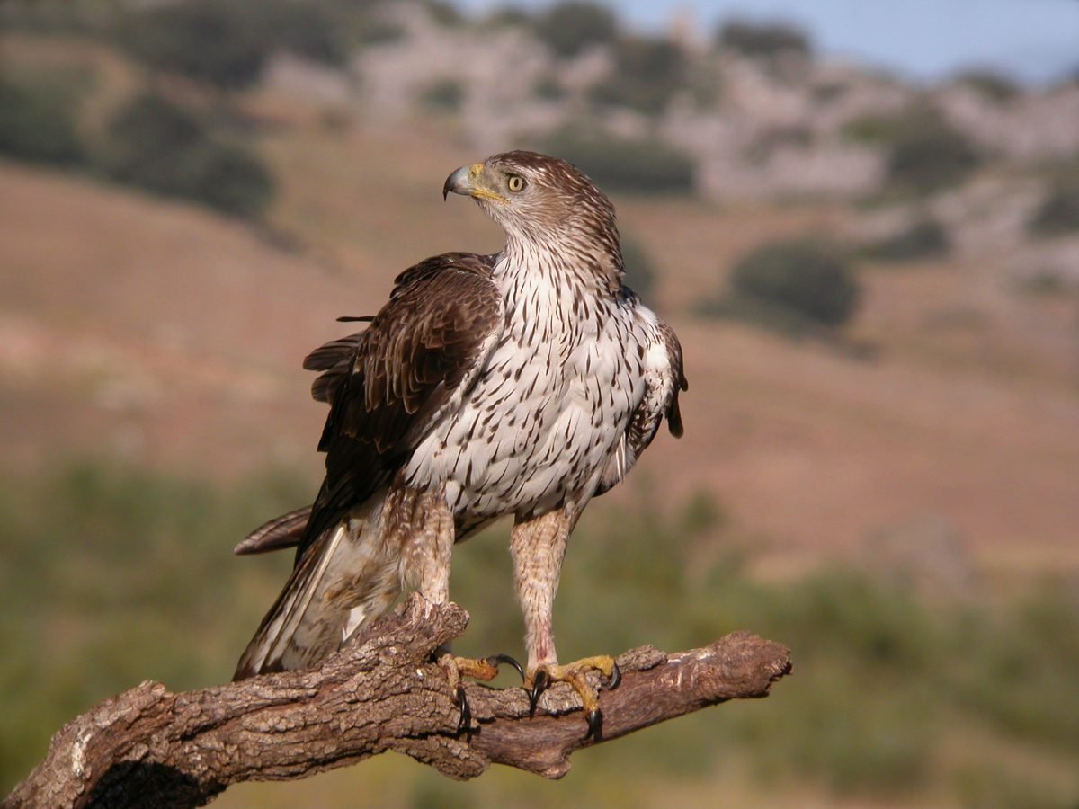 Bonelli’s Eagle of Cyprus-Our Way of Life in Cyprus