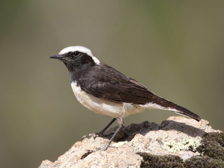 Bird Watching in Cyprus-Our Way of Life in Cyprus