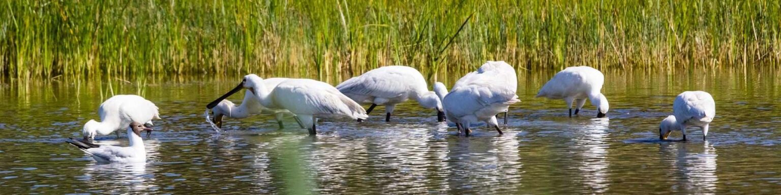 Bird Watching in Cyprus-Our Way of Life in Cyprus