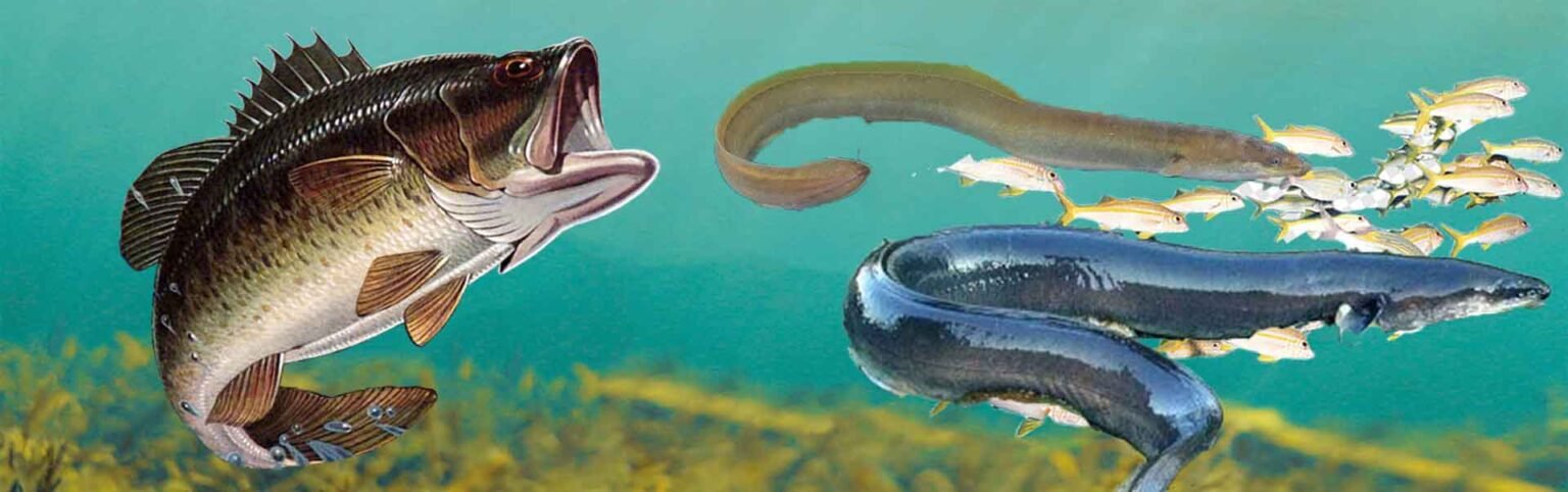 Eel Fishing in Cyprus-Our Way of Life in Cyprus