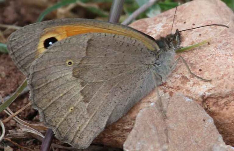 Maniola Cypricola Butterfly of Cyprus-Our Way of Life in Cyprus