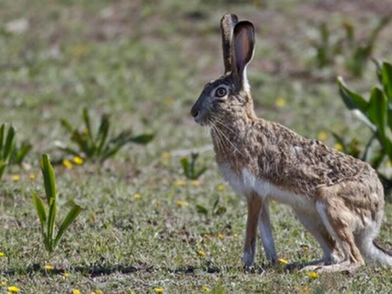 Hunting in Cyprus-Our Way of Life in Cyprus