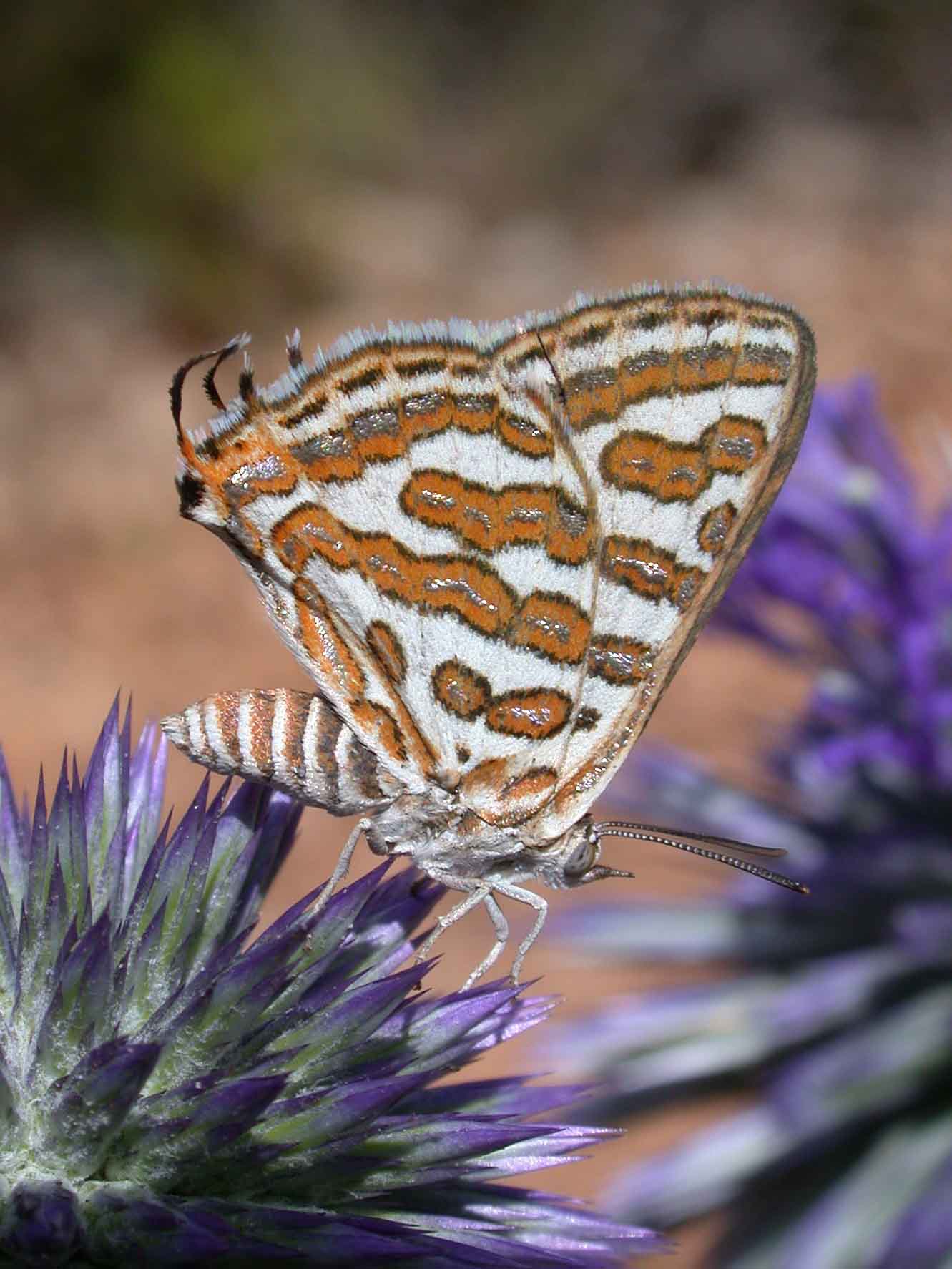 Cigaritis Acamas Cypriaca Butterfly in Cyprus-Our Way of Life in Cy