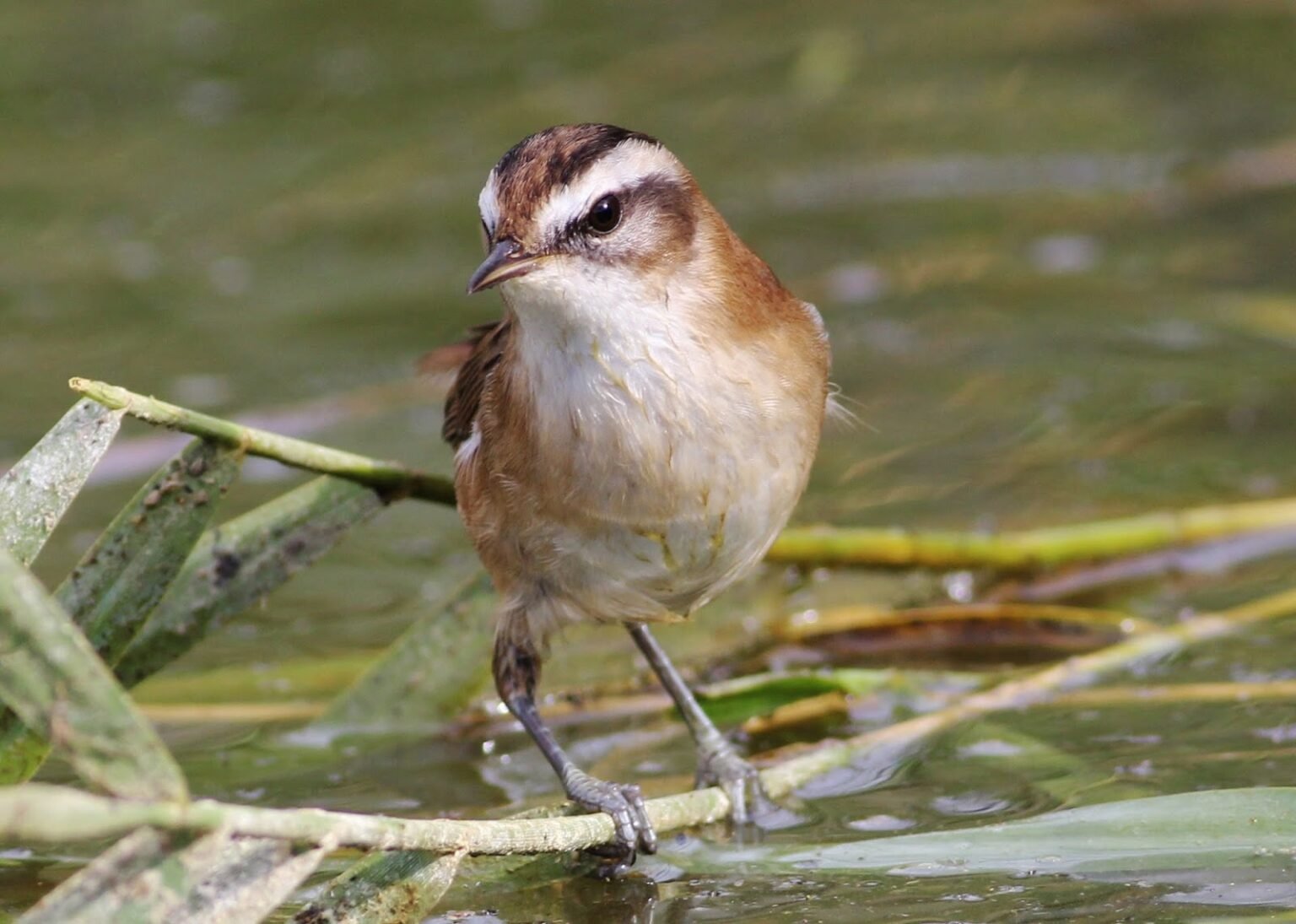 Moustached Warbler Cyprus-Our Way of Life in Cyprus